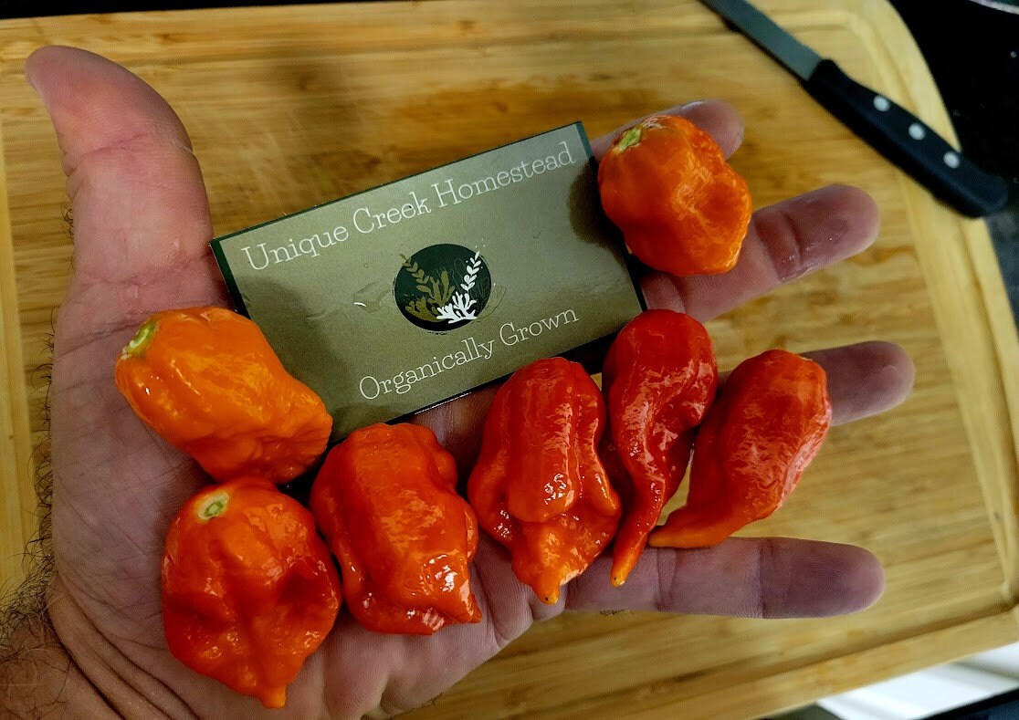 SUPER HOT Pepper Seeds VARIETY Packs Carolina Reaper Dragons Breath ...