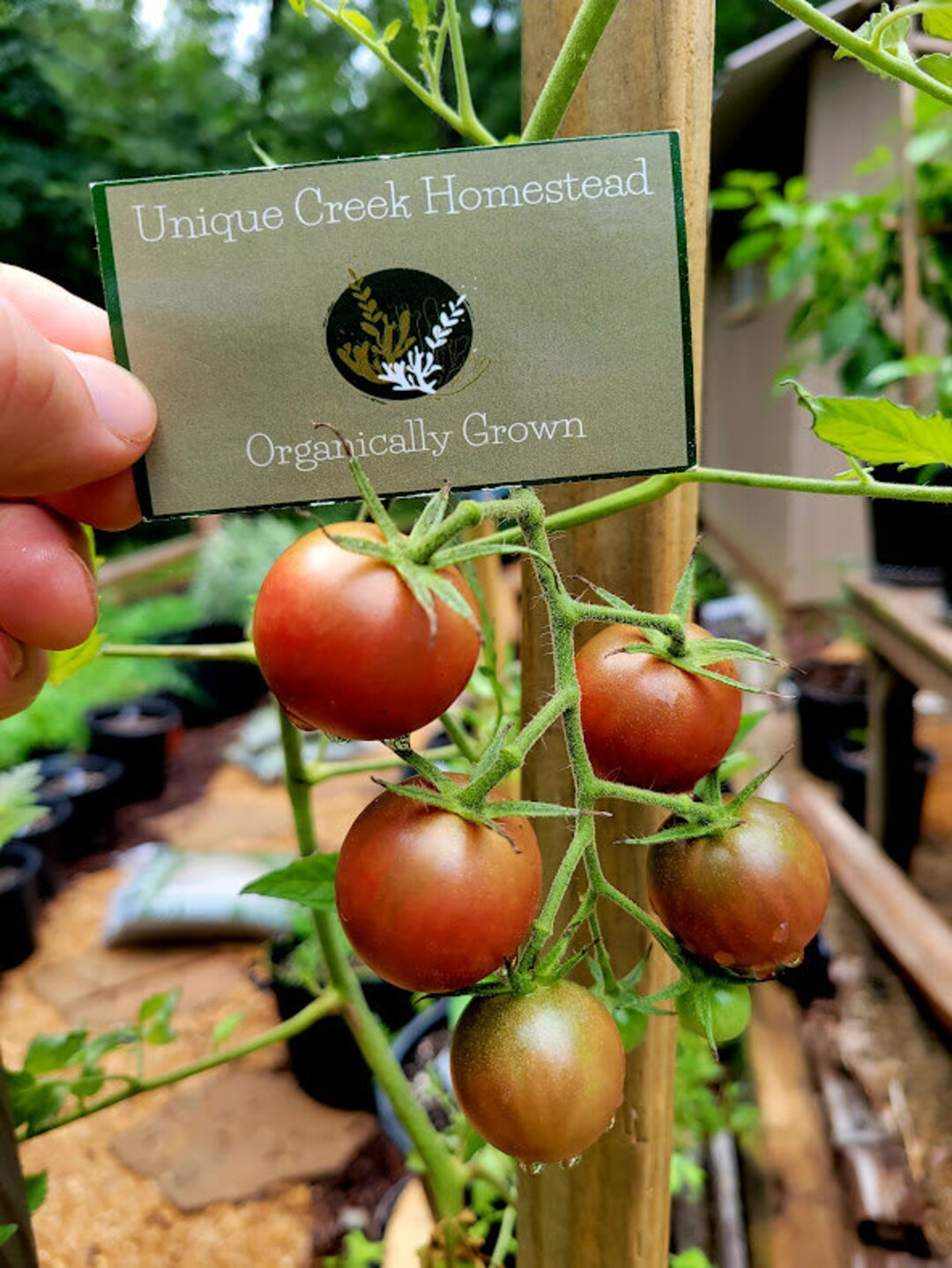RAINBOW CHERRY TOMATO Seeds Organically Grown Unique Creek Homestead ...