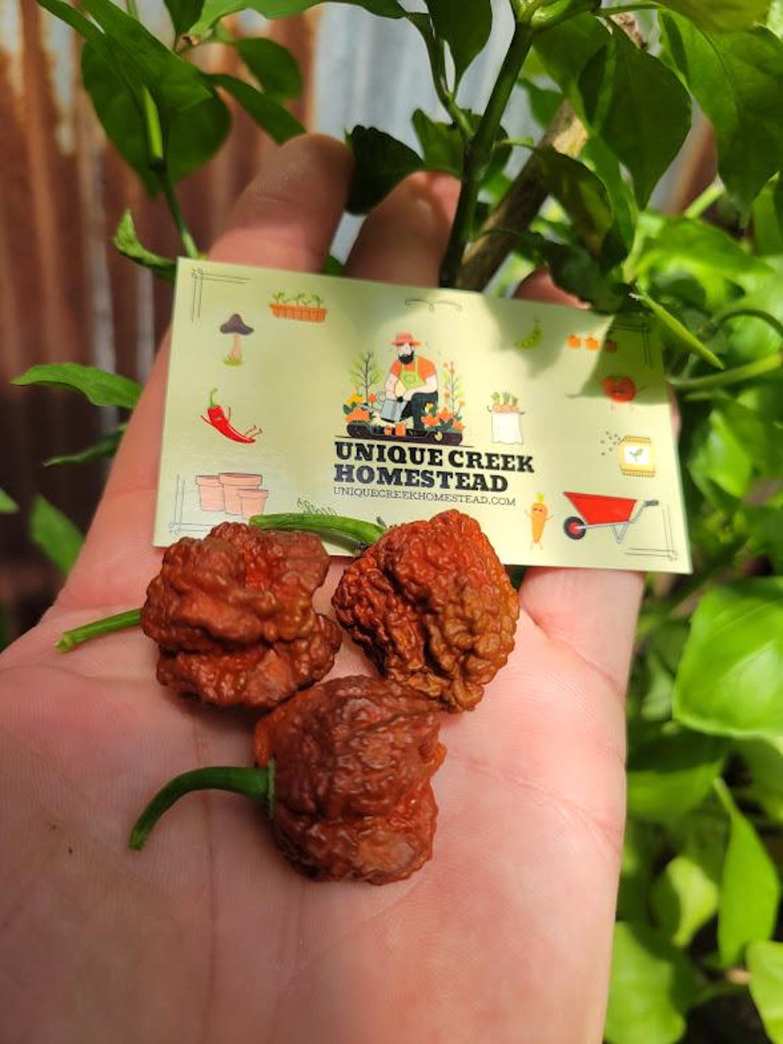 NAGA BRAIN Chocolate Super Hot Chili Pepper Seeds 1,000,000+ Scoville ...