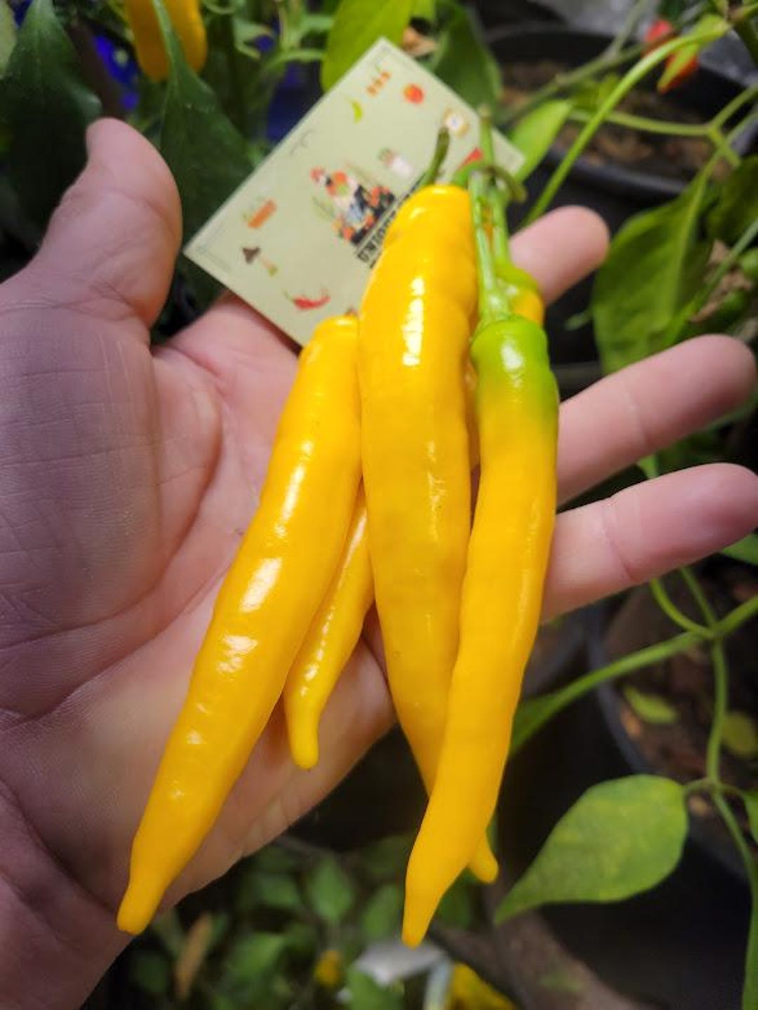 Jimmy Nardello YELLOW Italian Sweet Pepper Seeds 6"-12" Large Beautiful ...