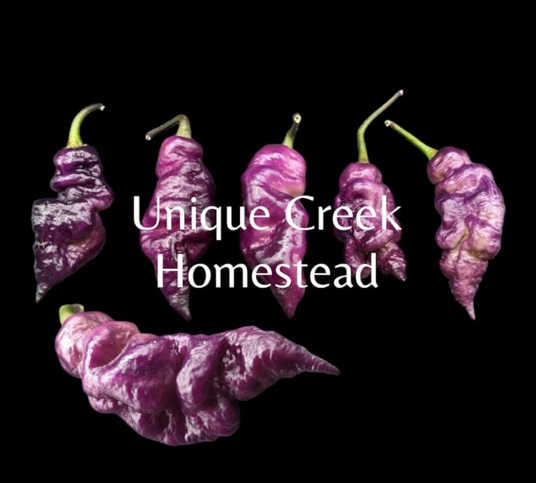 Purple Dream SUPER HOT Pepper Seeds 700,000+ Scoville SHU Beautiful ...