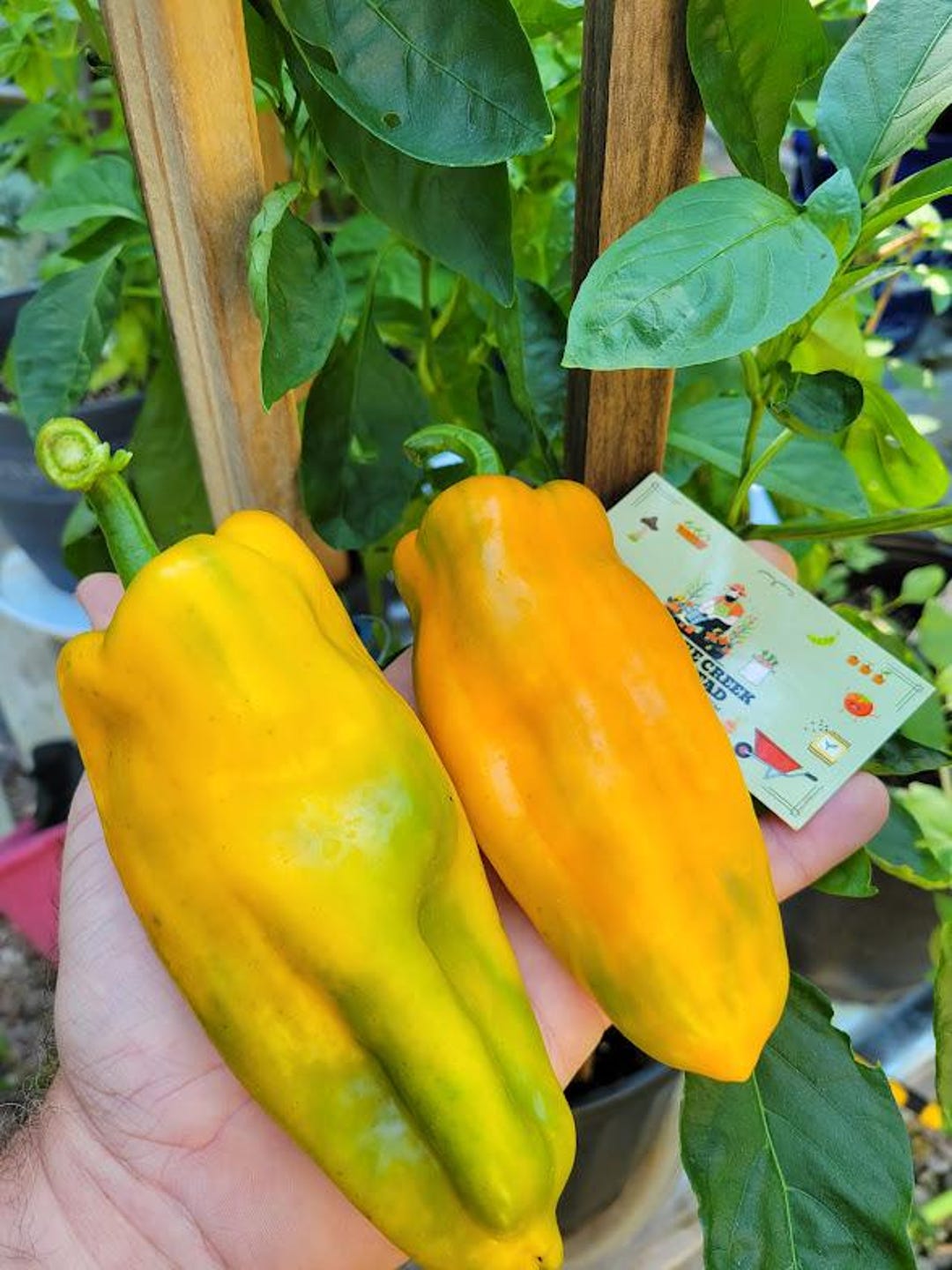 Giant Golden Marconi Rosso Italian Sweet Pepper Seeds Unique Creek ...