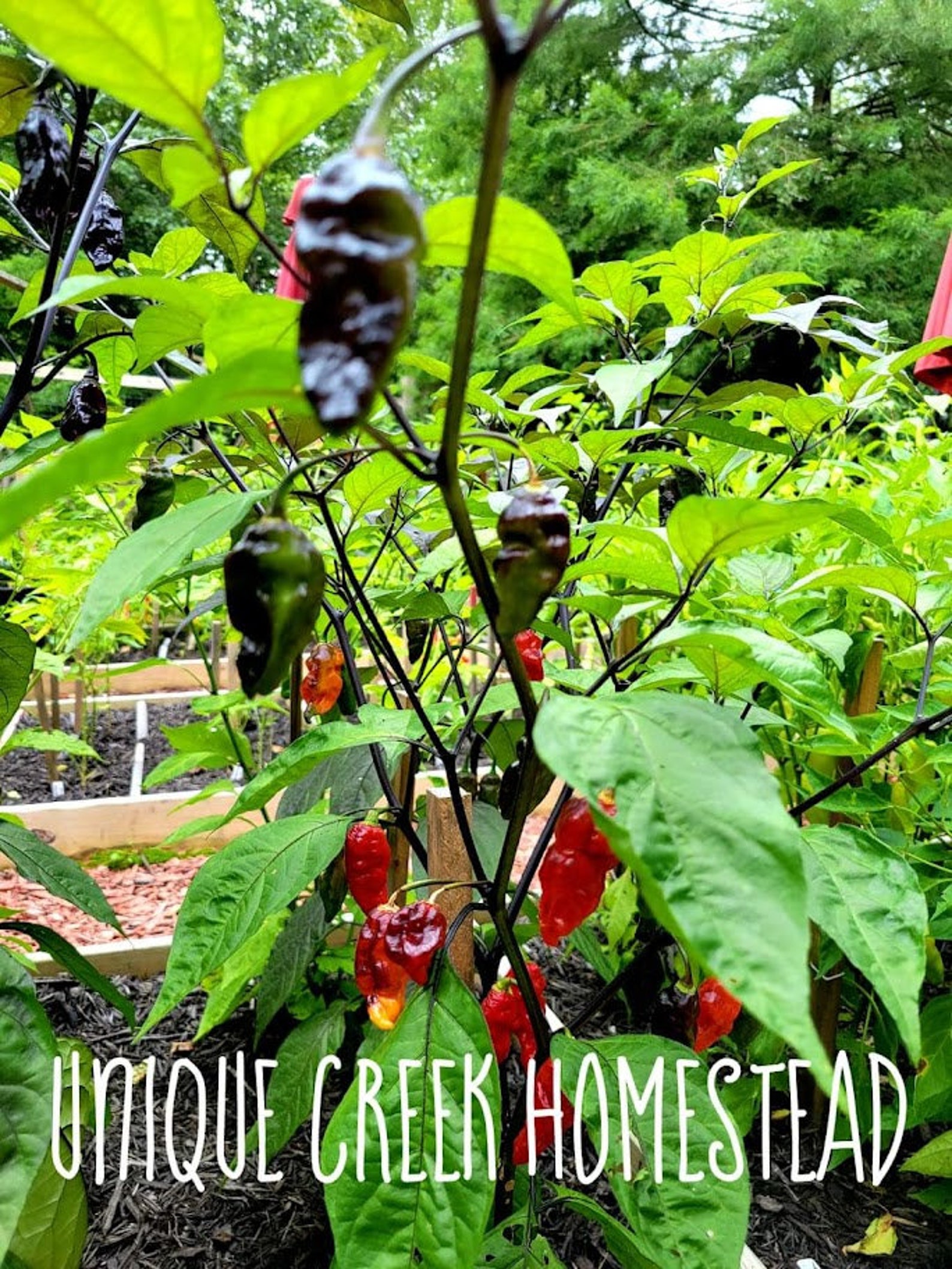 PINK TIGER Super HOT Chili Pepper Seeds 1-million Scoville - Etsy