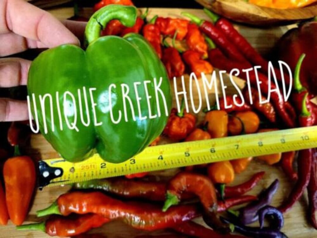 GIANT GREEN EMERALD Bell Pepper Seeds Organically Grown Unique Creek ...