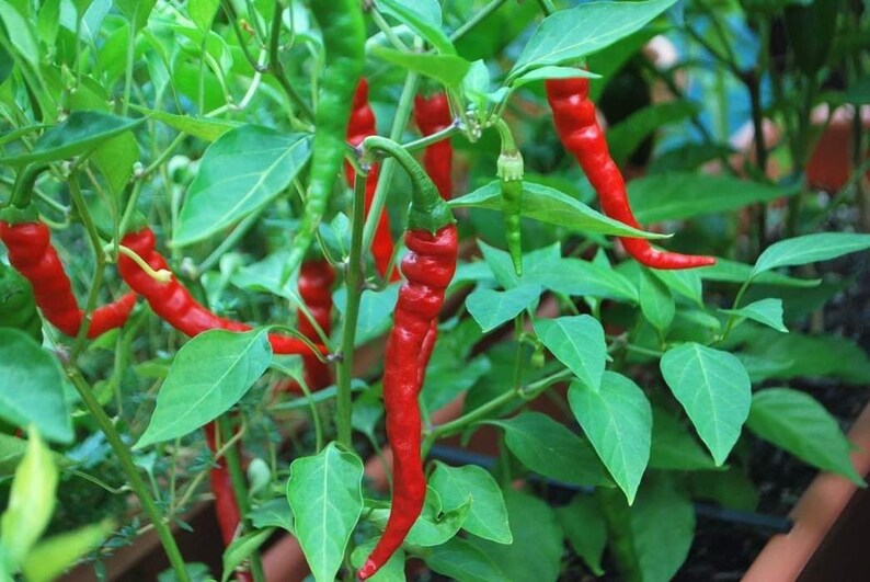 INDIAN JWALA Hot Chili Pepper Seeds Grown Unique Creek Homestead ...