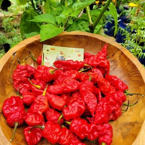 Leviathan Gnarly Scorpion Pepper Seeds Super Hot 1,000,000+ Scoville ...
