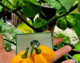 Yellow Peter Chili Willy Heirloom Pepper Premium Seed Packet More - Etsy