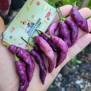 Purple Dream SUPER HOT Pepper Seeds 700,000+ Scoville SHU Beautiful ...