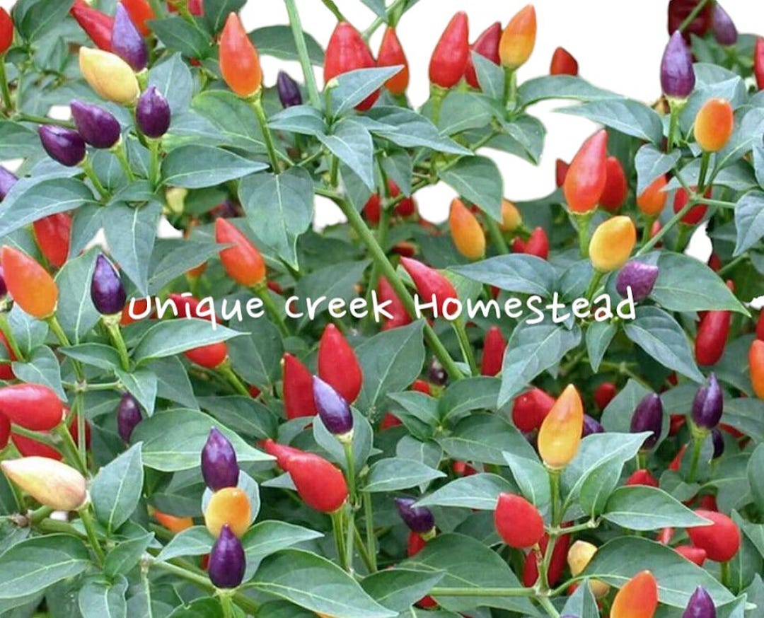 Firecracker Pepper Seeds Hot 30,000-45,000 Scoville Ornamental Edible ...