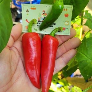 BASQUE ESPELETTE Pepper Seeds Organically Grown Unique Creek Homestead ...
