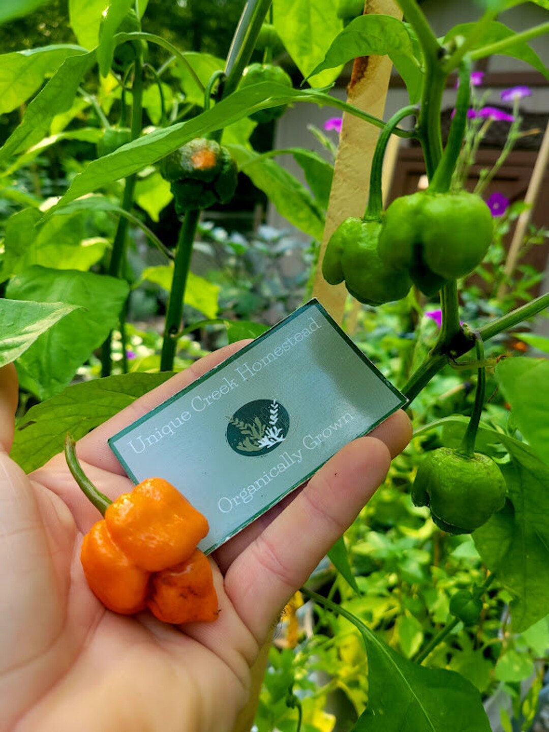 Trinidad Moruga Scorpion Orange Super Hot Pepper Seeds 2,000,000 ...