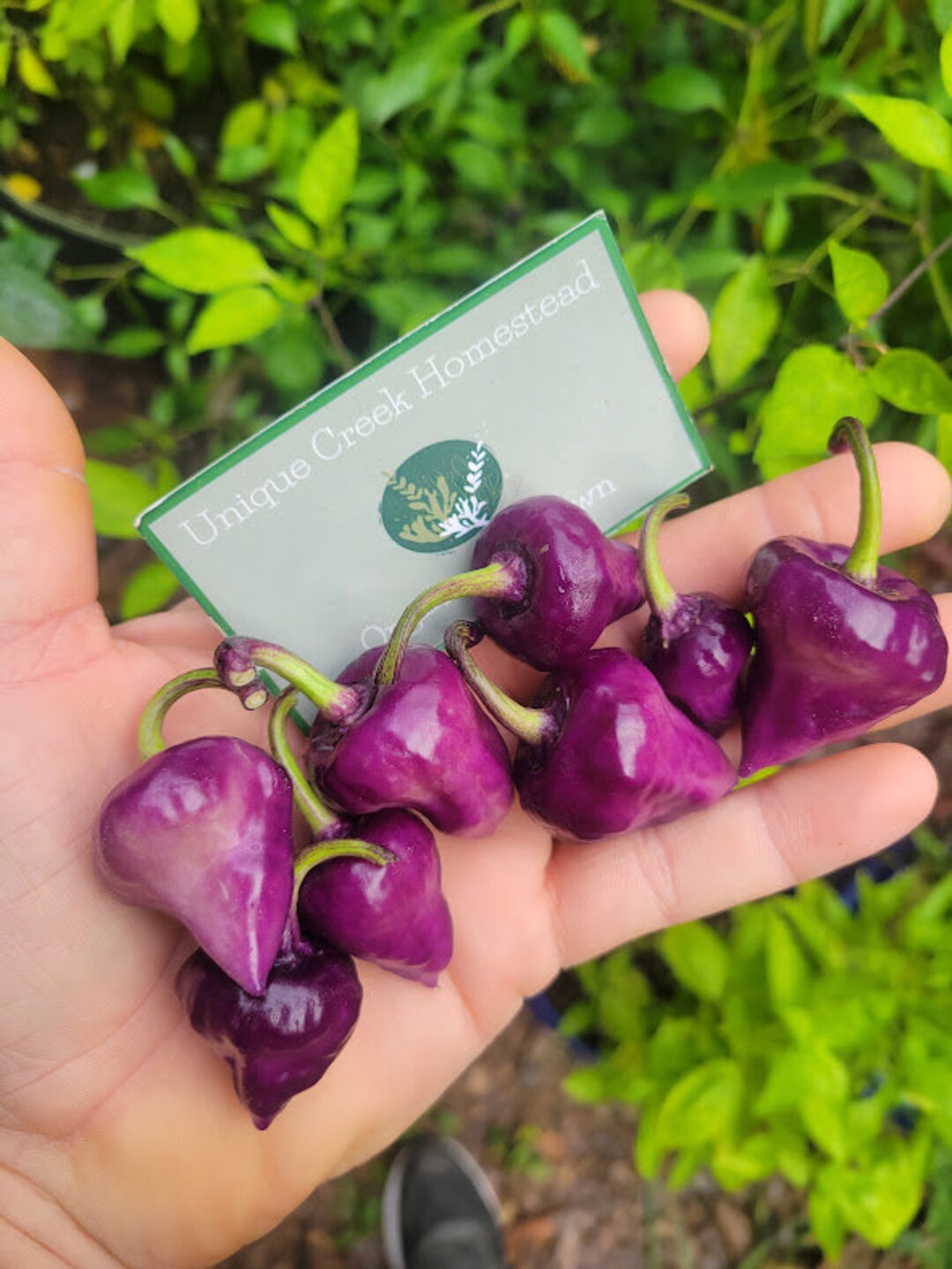 PURPLE UFO Chili Pepper Seeds 45,000+ Scoville SHU Unique Creek ...