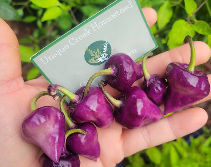 Purple UFO Pepper Premium Seed Packet - Etsy