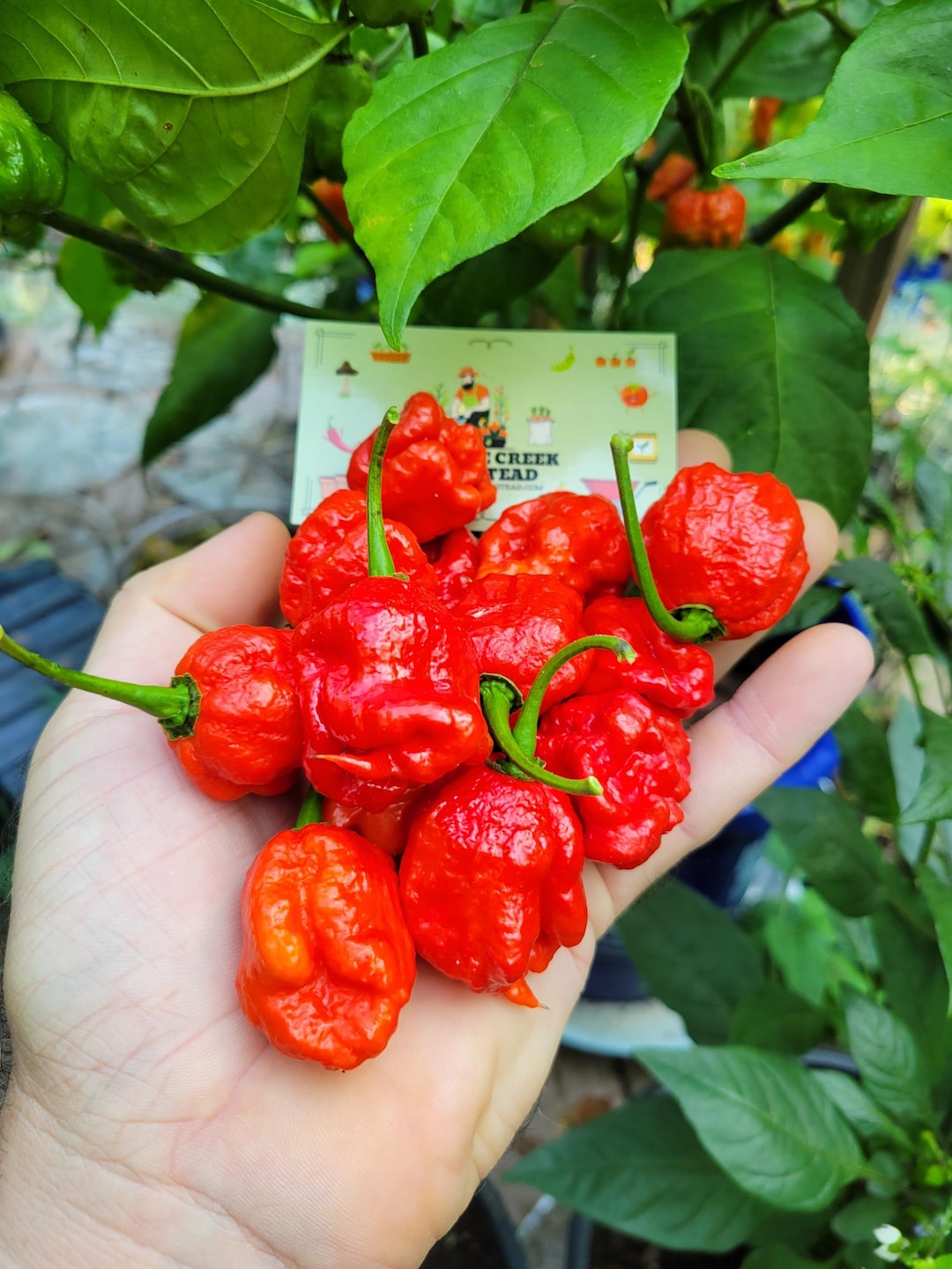 Dragons Breath Pepper Seeds SUPER HOT 2.48 Million Scoville SHU ...