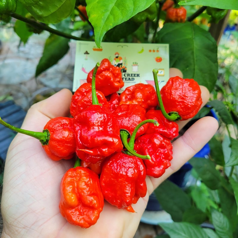 Dragons Breath - Etsy