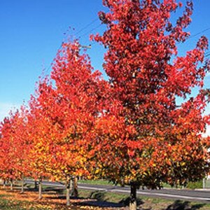 Sweet Gum Tree SEED PODS Witches Burr Organic Naturally Grown on Unique ...