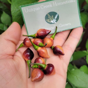 Biquinho Mildly PINK Pepper Seeds Little Beak Chili Peppers Organic ...