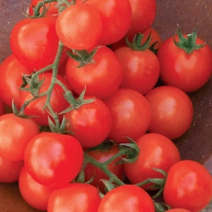 RED ROBIN Dwarf TOMATO Seeds Organically Grown Unique Creek Homestead ...