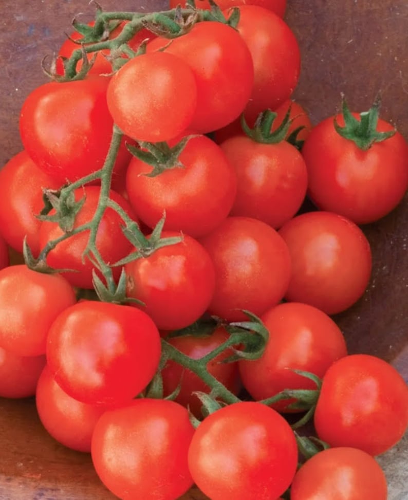 RED ROBIN Dwarf TOMATO Seeds Organically Grown Unique Creek Homestead ...