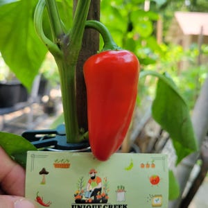 SWEET MINI PEPPER Seeds Grown at Unique Creek Homestead Certified ...