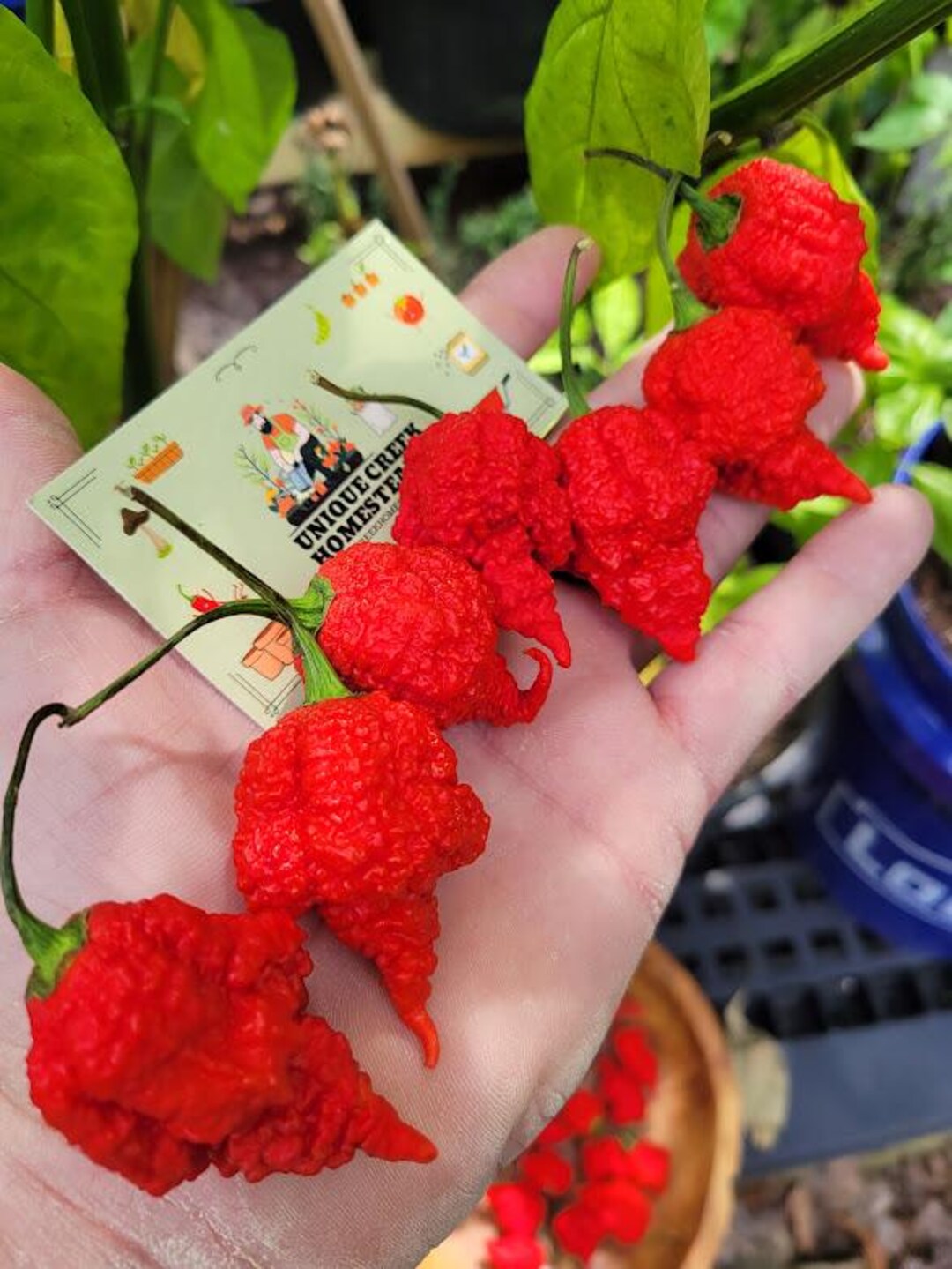 RB003 Pepper Seeds Super HOT 2,000,000+ Scoville SHU Reaper 7-pot Brain ...