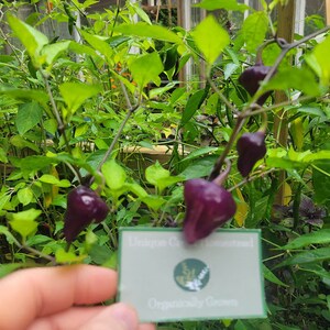 PURPLE UFO Chili Pepper Seeds 45,000+ Scoville SHU Unique Creek ...