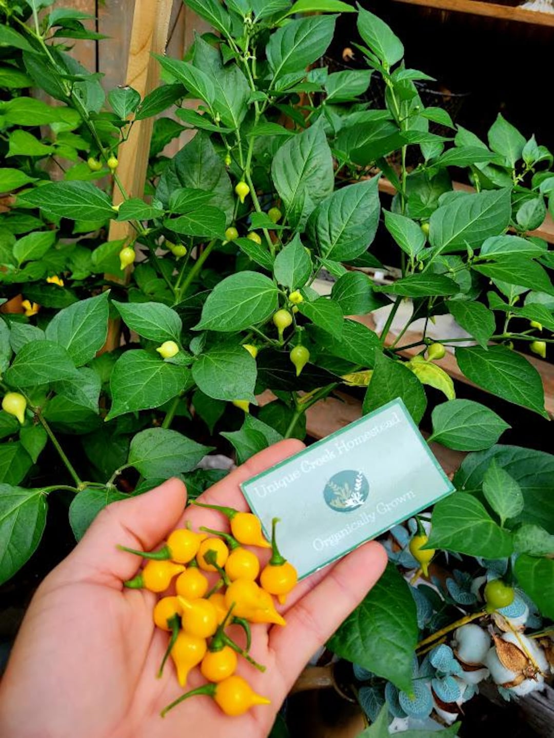 SWEETY DROPS Yellow Pepper Seeds Little Beak Chili Peppers Organic ...