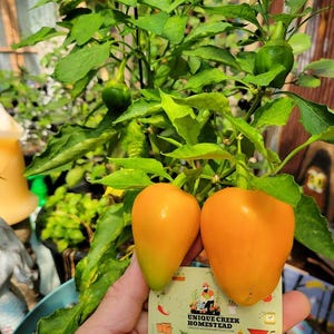LESYA Orange Super SWEET Pepper Seeds Organically Grown Unique Creek ...