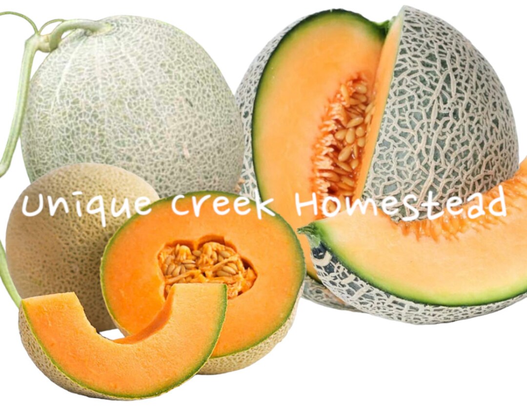 CANTALOUPE Melon Seeds Garden Gardening Seed Delicious Juicy Large ...