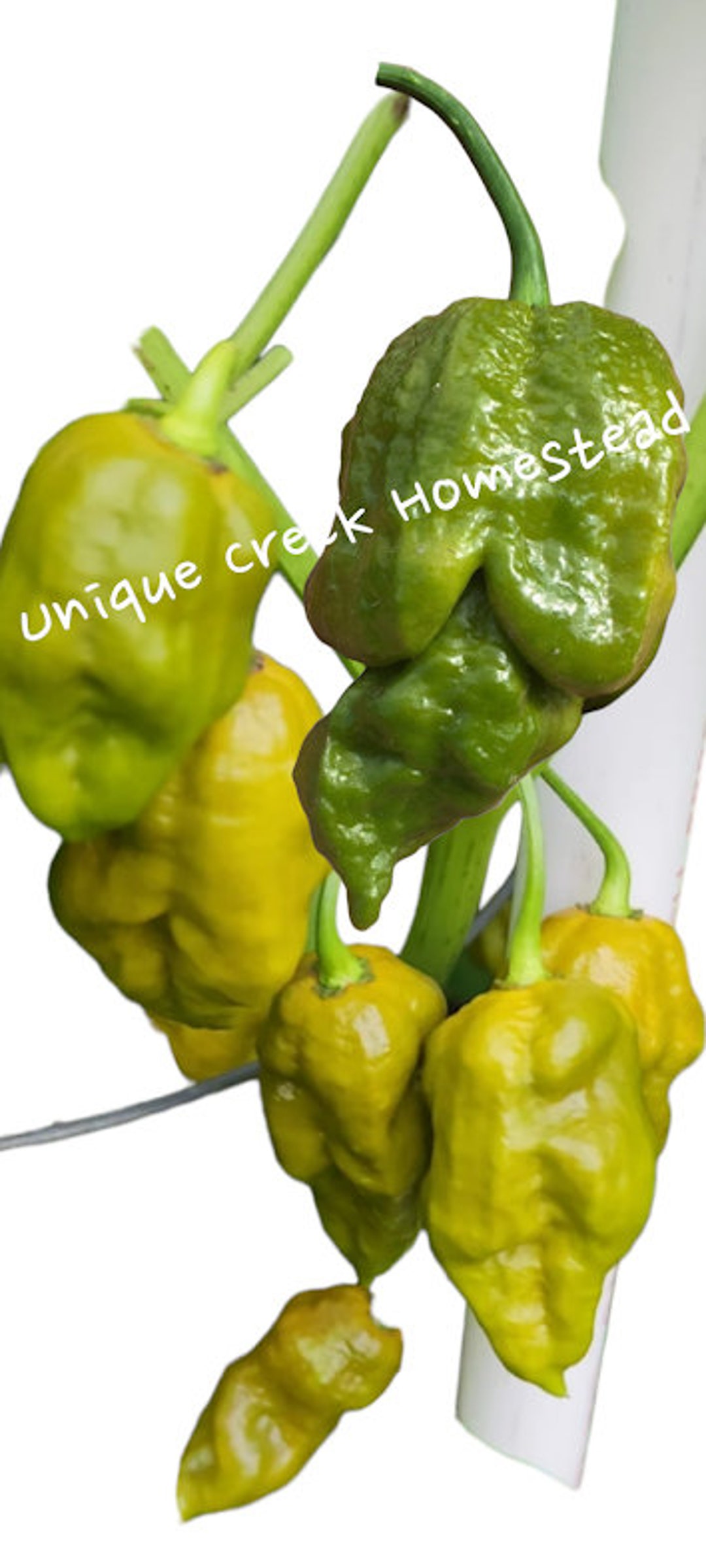 Gator Jigsaw Reaper Pepper Seeds SUPER HOT 2,500,000+ Scoville Rare ...