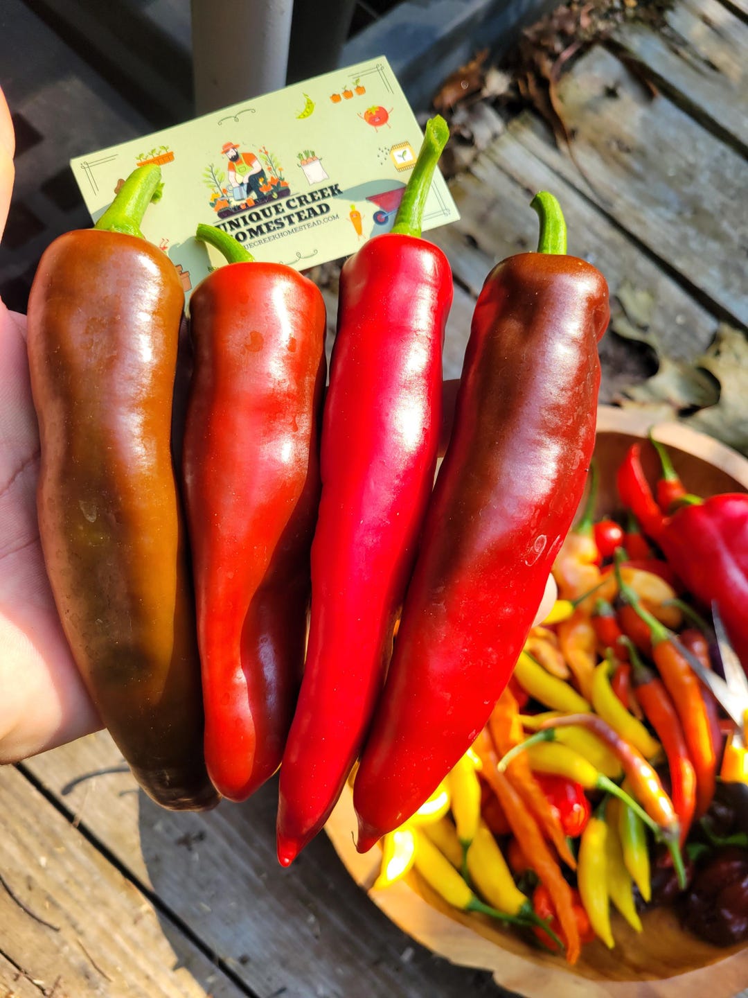 Marconi Rosso Italian Sweet Pepper Seeds Unique Creek Homestead ...