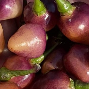 SWEETY DROPS Pink HOT Pepper Seeds Little Beak Chili Peppers Organic ...
