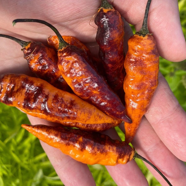 Rare Pepper Seeds - Etsy