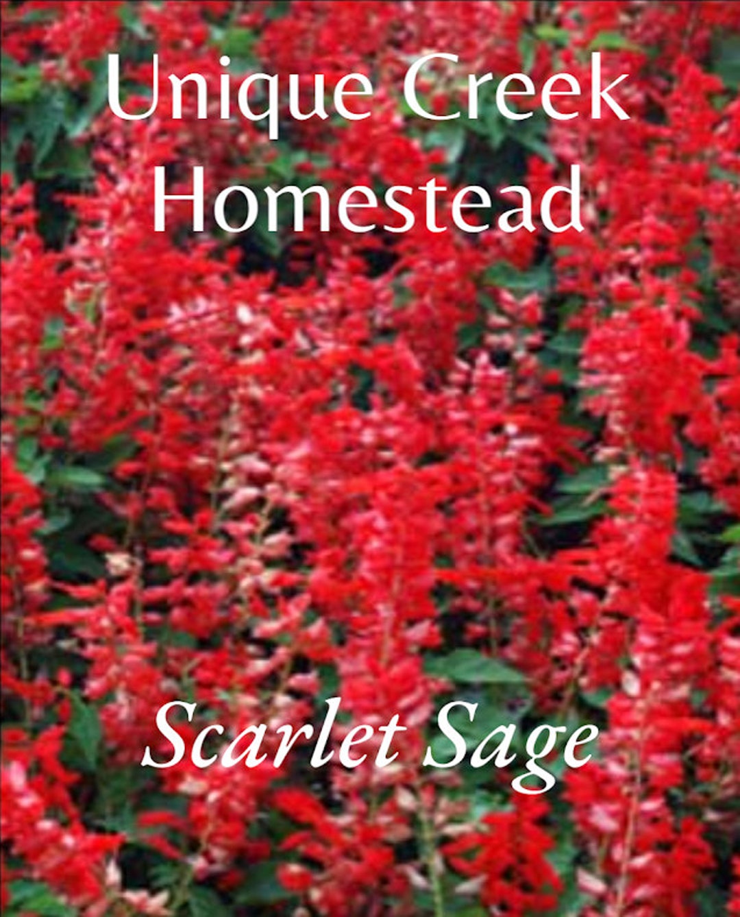 SCARLET SAGE SEEDS Sagebrush Salvia Coccinea Naturally Grown on Unique ...