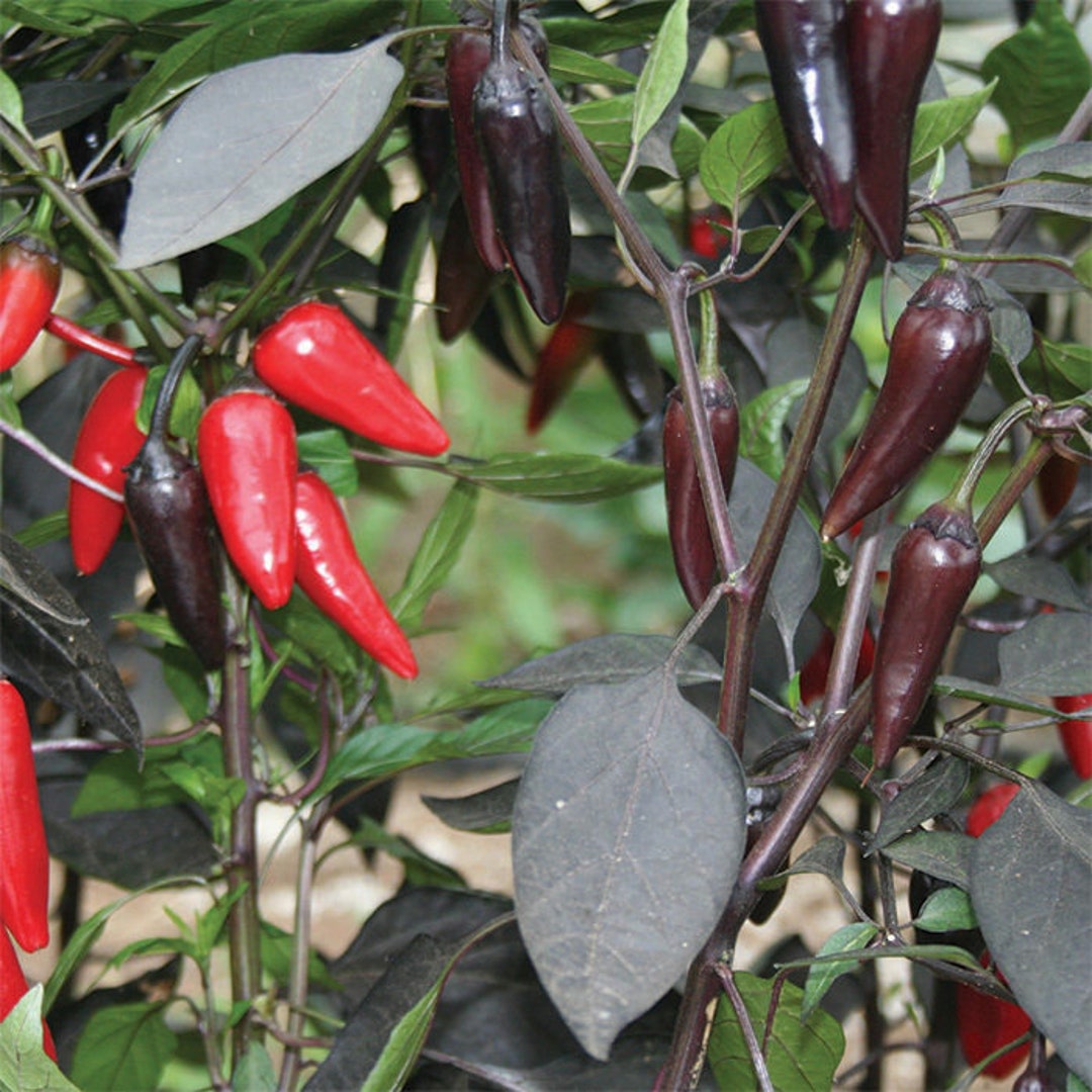 COUNT DRACULA Pepper Seeds 25,000-50,000 Scoville SHU Vampire Rare Hot ...