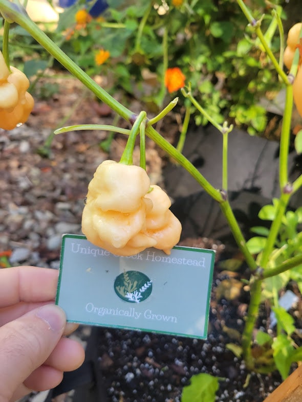 Peach Mutant X Pepper Seeds 1,000,000+ Scoville Super Hot Hottest ...