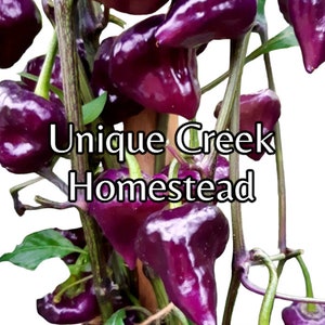 PURPLE UFO Chili Pepper Seeds 45,000+ Scoville SHU Unique Creek ...