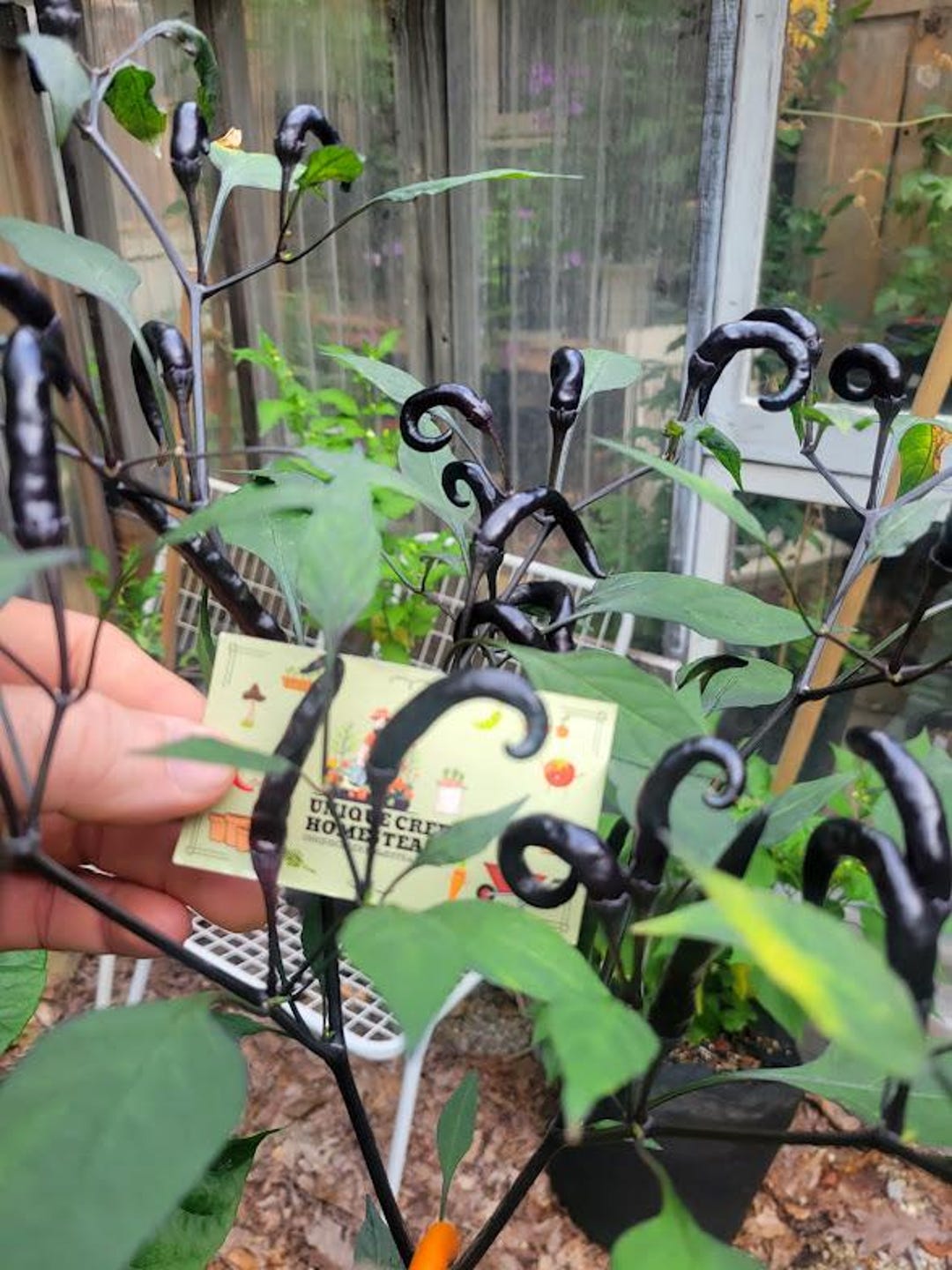 RARE Thai HALLOWEEN Chili Pepper Seeds Zombie Fingers Reaching Upwards ...