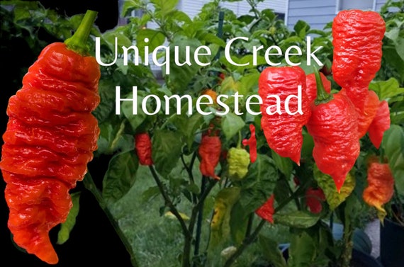 Hot Pepper Death Death Spiral Cultivar Rare Extremely Hot Pepper Stock