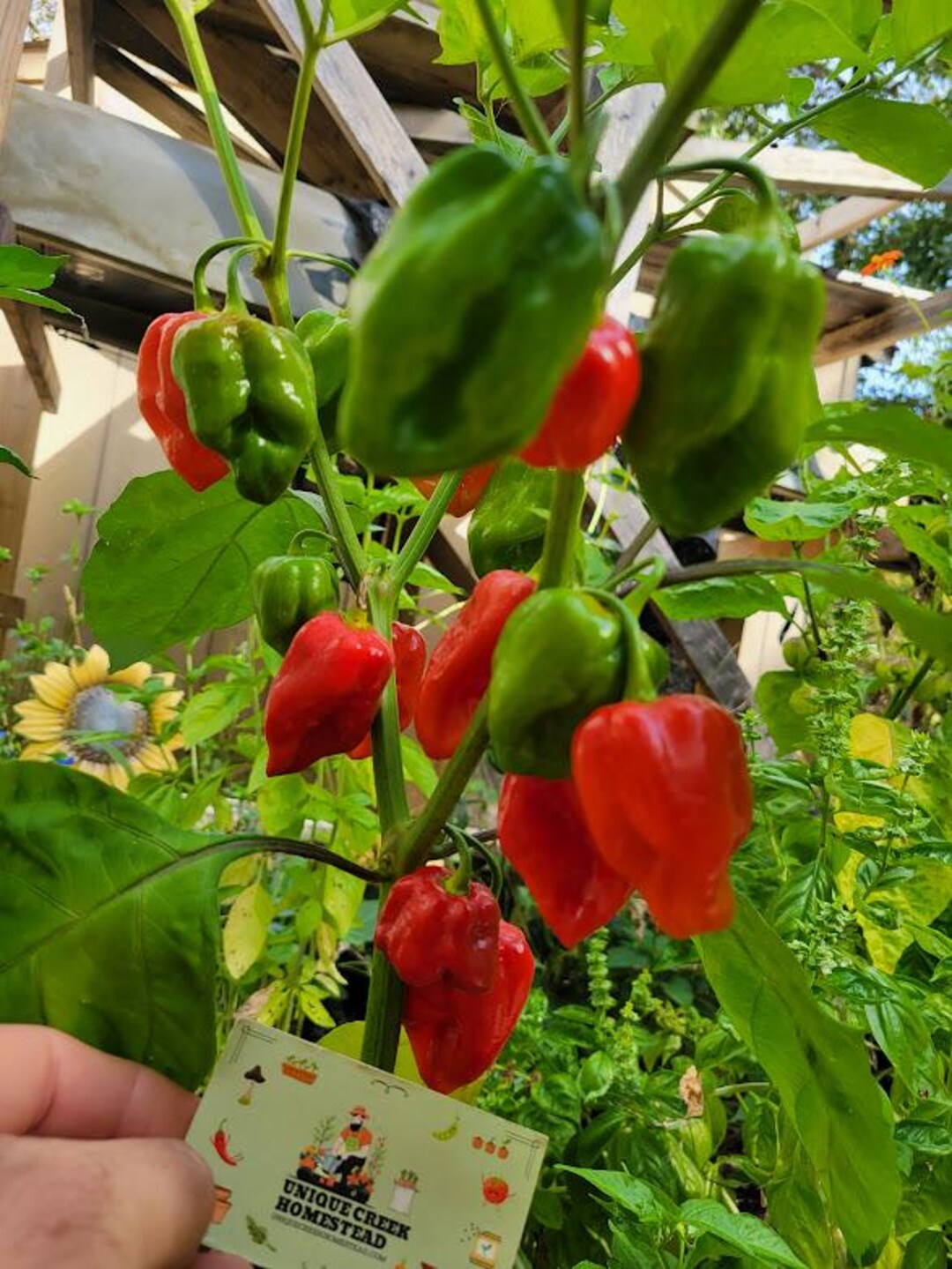 Red Savina Pepper Seeds HOT 350,000-575,000+ Scoville SHU Hotter Hab ...