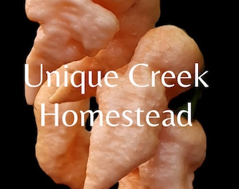 Count Dracula Vampire Pepper Premium Seed Packet - Etsy