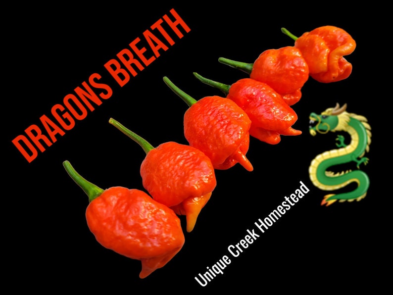 Dragons Breath Pepper Seeds SUPER HOT 2.48 Million Scoville SHU ...