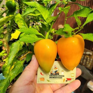 LESYA Orange Super SWEET Pepper Seeds Organically Grown Unique Creek ...