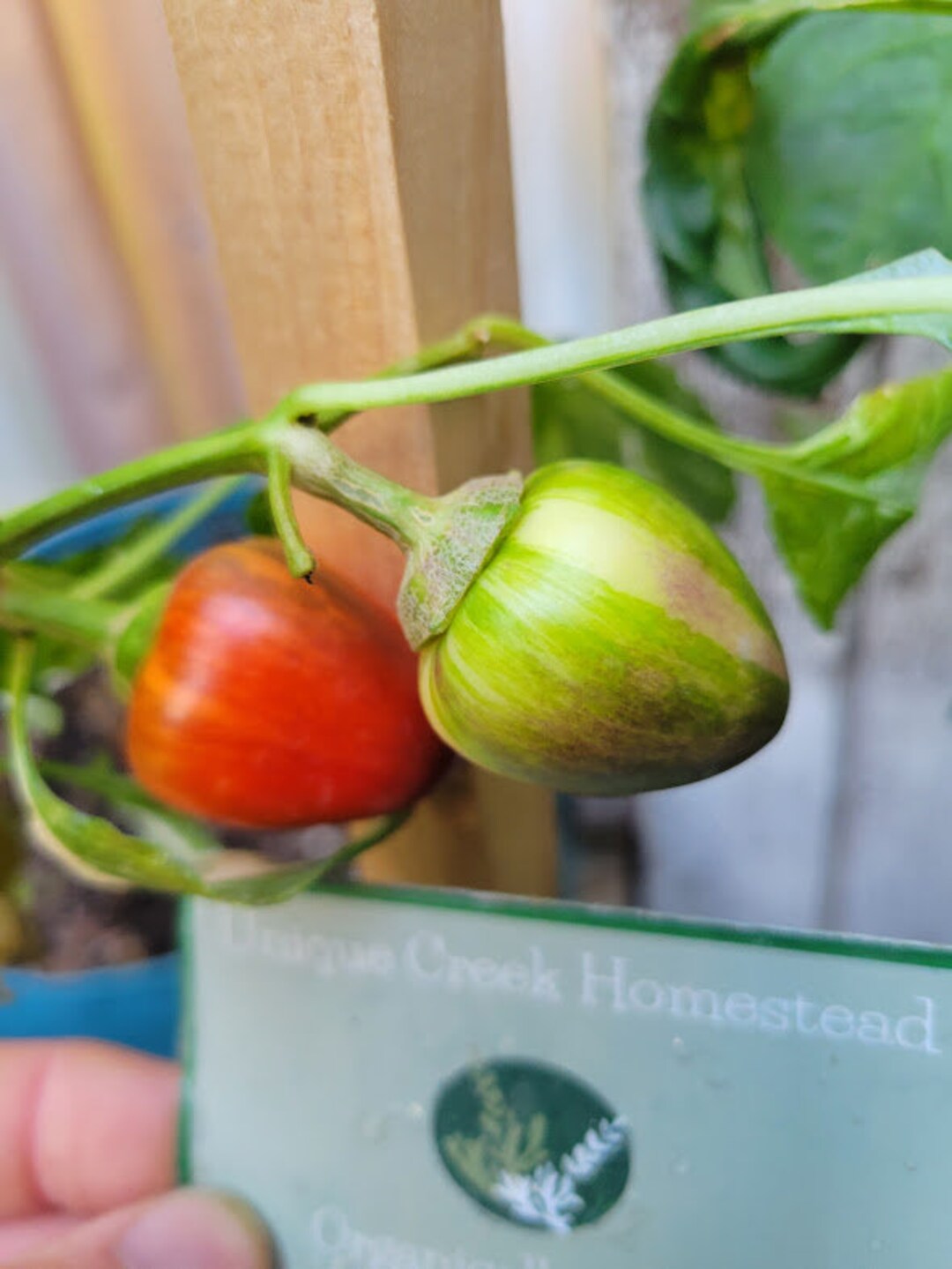 Variegated Baby Bell Pepper Seeds Mini Peppers Grown Unique Creek ...