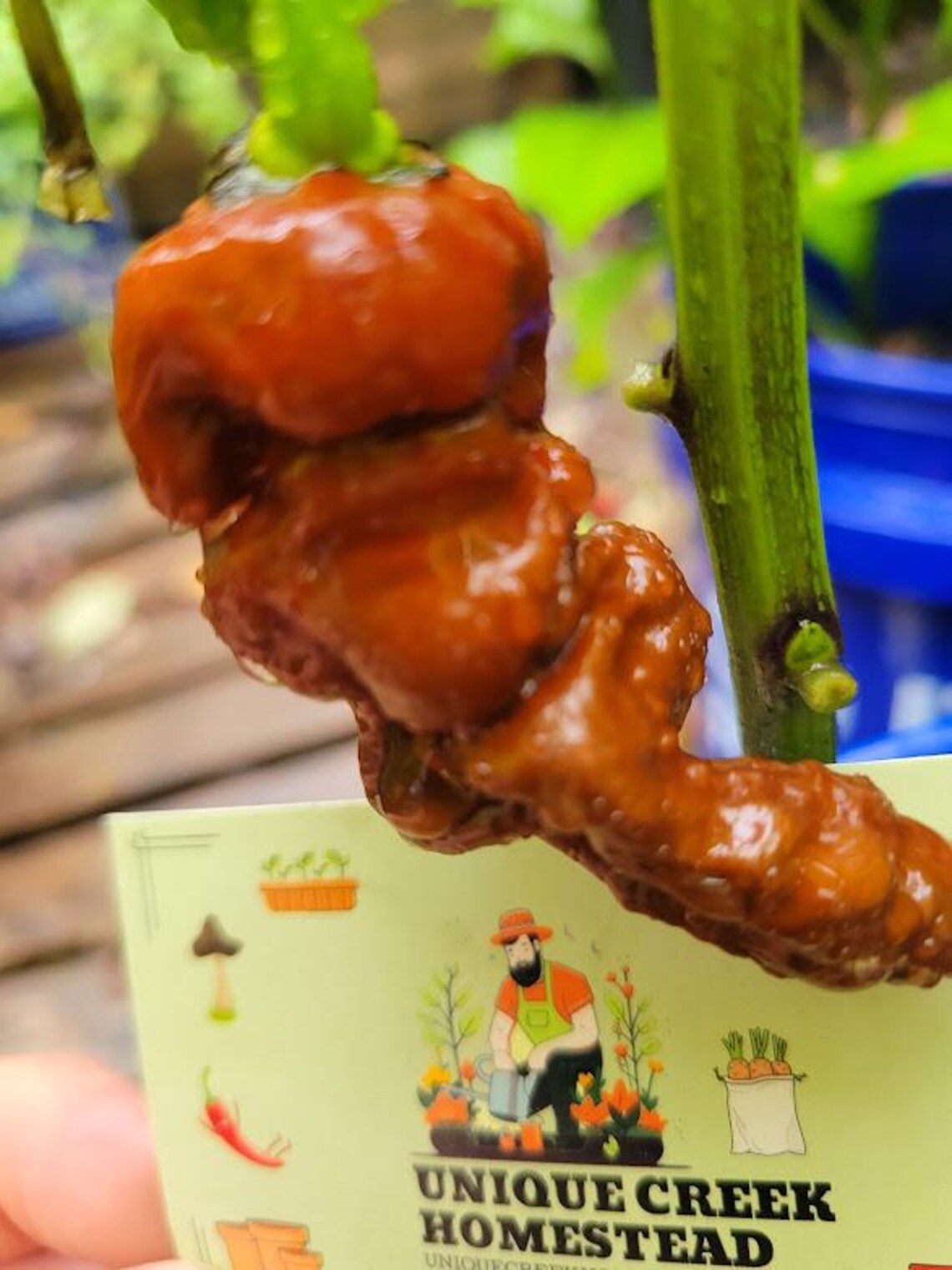 T-rex Chocolate Pepper Seeds SUPER HOT 1,500,000+ Scoville SHU Rare ...