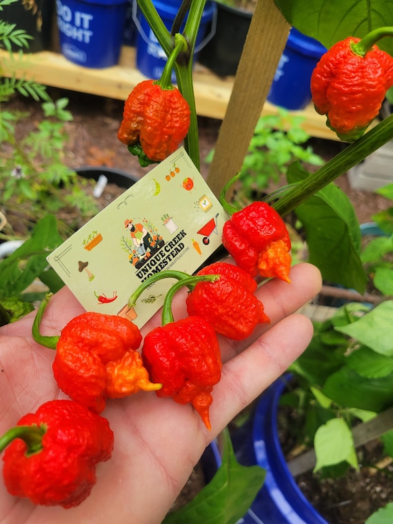 Trinidad Scorpion Pods
