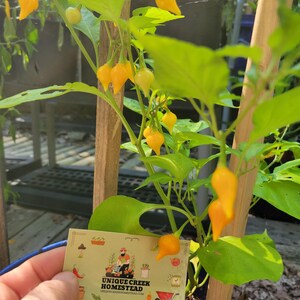 SWEETY DROPS Yellow Pepper Seeds Little Beak Chili Peppers Organic ...