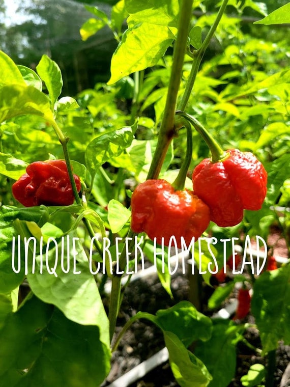 Scorpion Pepper Plant