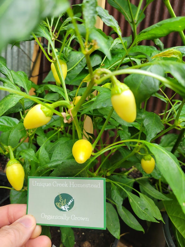 CASCABELLA Mild Hot PEPPER Seeds 1 000 6 000 Scoville SHU Unique Creek Homestead Rare Exotic Chili Peppers Certified Wildlife Habitat Etsy