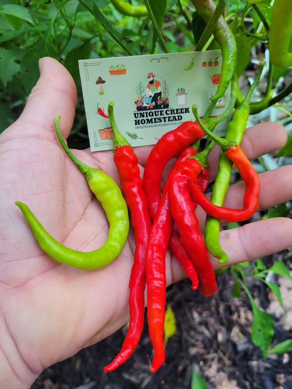 INDIAN JWALA Hot Chili Pepper Seeds Grown Unique Creek Homestead ...